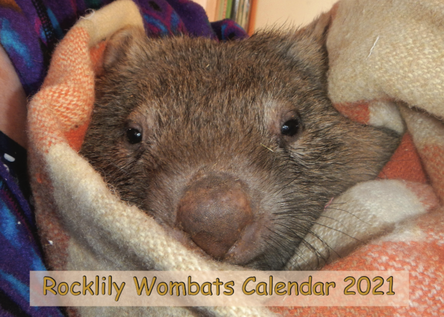 2021 Rocklily Wombat calendar SOLD OUT – Rocklily Wombats