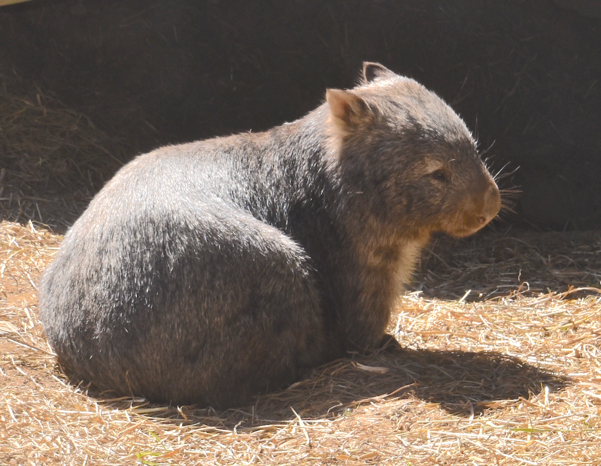 FAQ: Fequently Asked Questions and their answers. – Rocklily Wombats