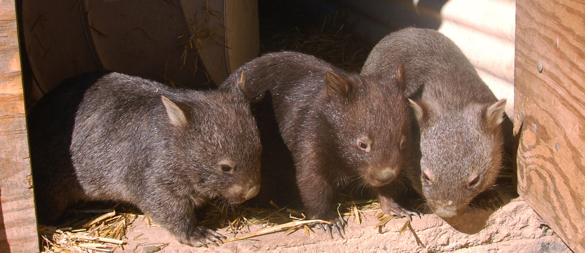 Elephant & wombat on canvas board in cream wooden Frame Original Oil p ...