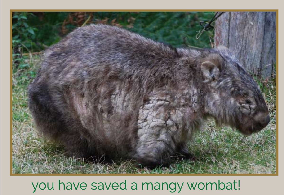 GIFT of a FULL TREATMENT for a mangy wombat kit ONE DOSE TREATMENT We ...