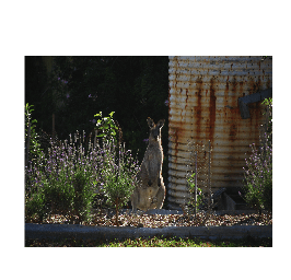 Wild Mrs Roo Kangaroo Blank photo card with envelope 210 gms gloss car ...
